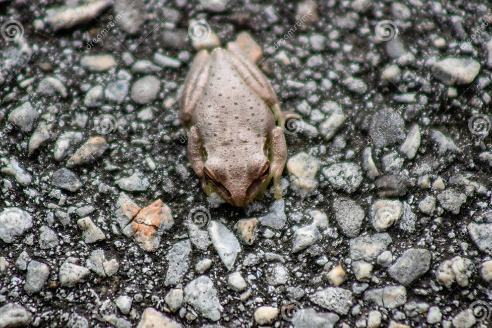 Small toad stock photo. Image of frog, outdoors, toad - 128082512