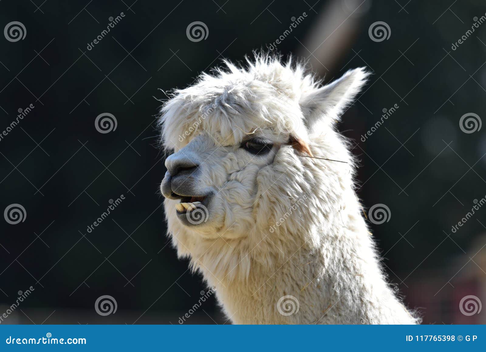 A smiling lama stock photo. Image of white, andes, animal - 117765398