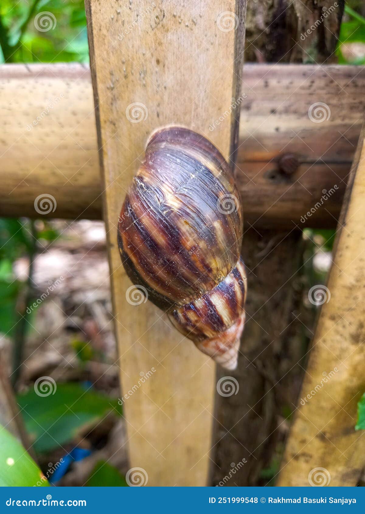 Picture of a Snail Stuck To a Bamboo Stock Photo - Image of bamboo ...