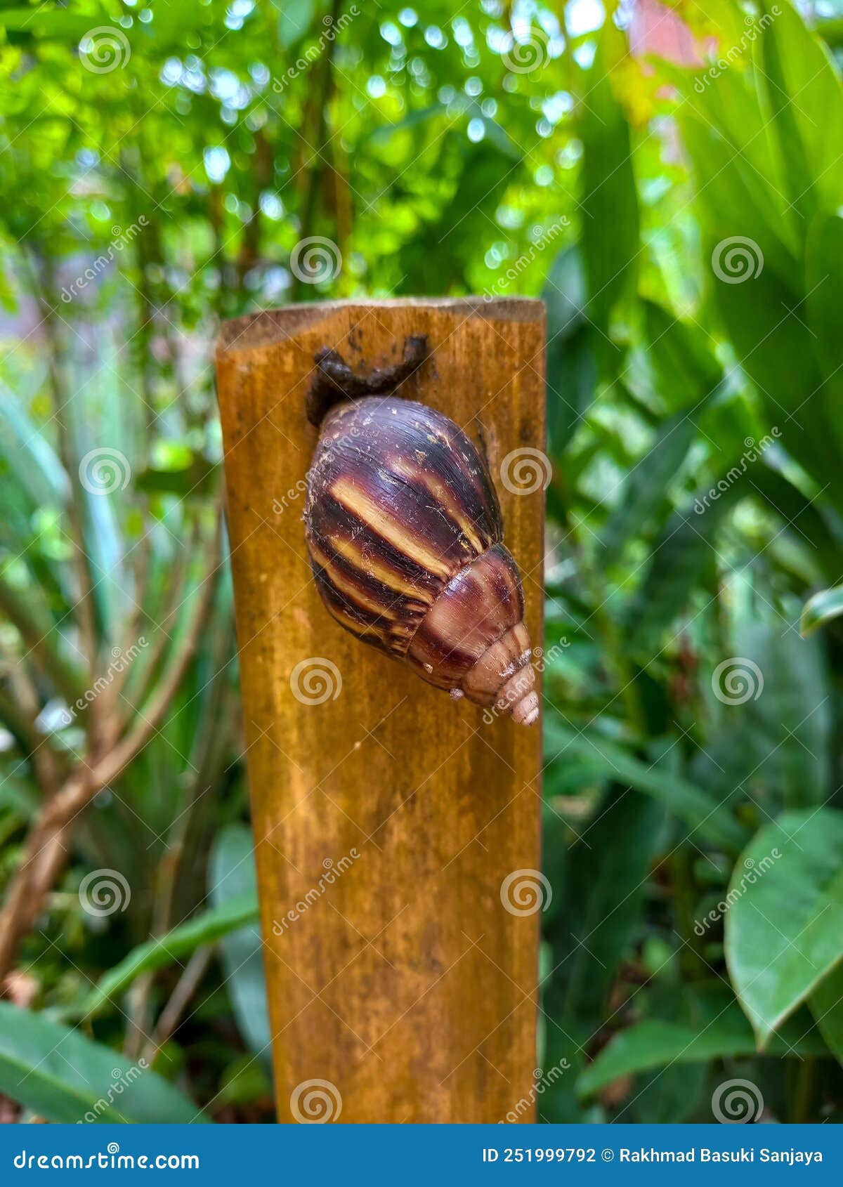Picture of a Snail Stuck To a Bamboo Stock Photo - Image of icture ...