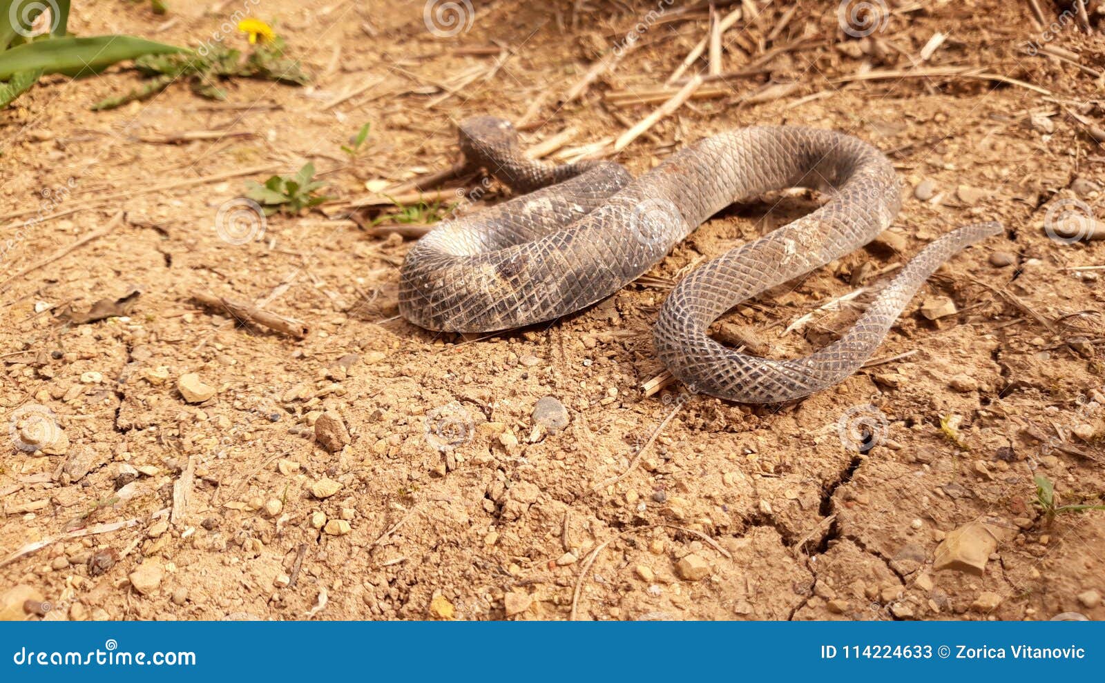 Snake on the dry soil stock image. Image of rubber, danger - 114224633