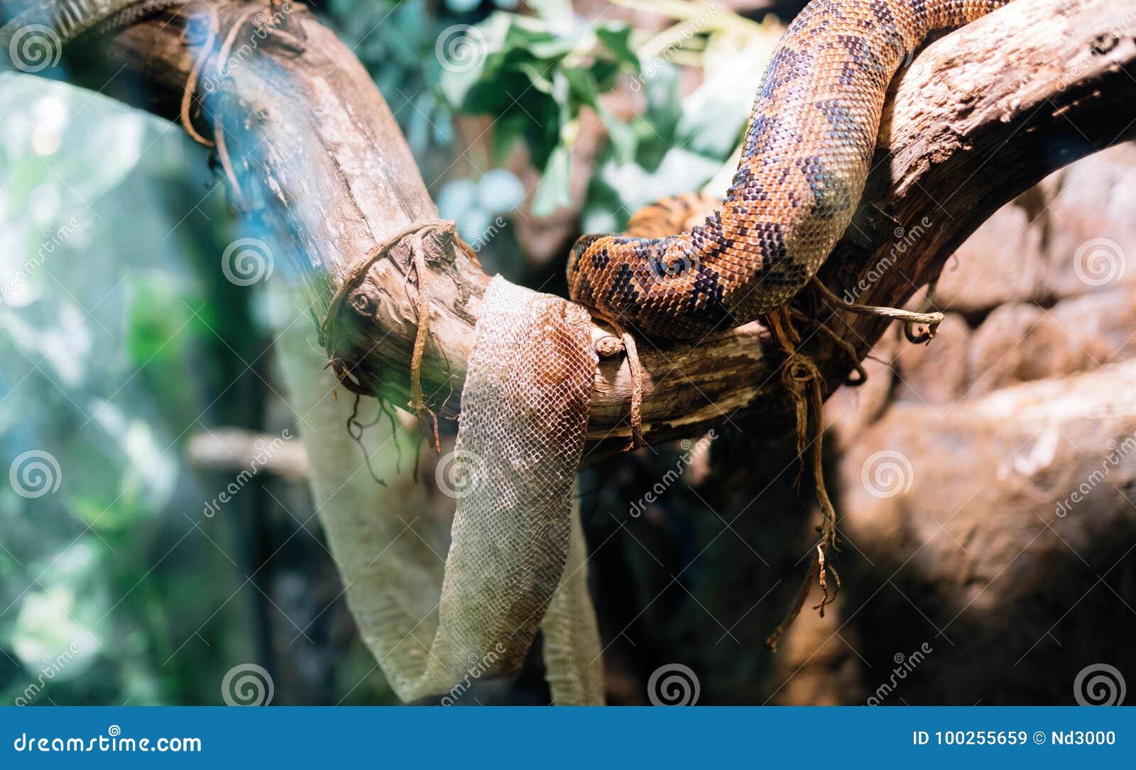 Picture of Snake and Its Shedded Skin on Tree Stock Image - Image of ...