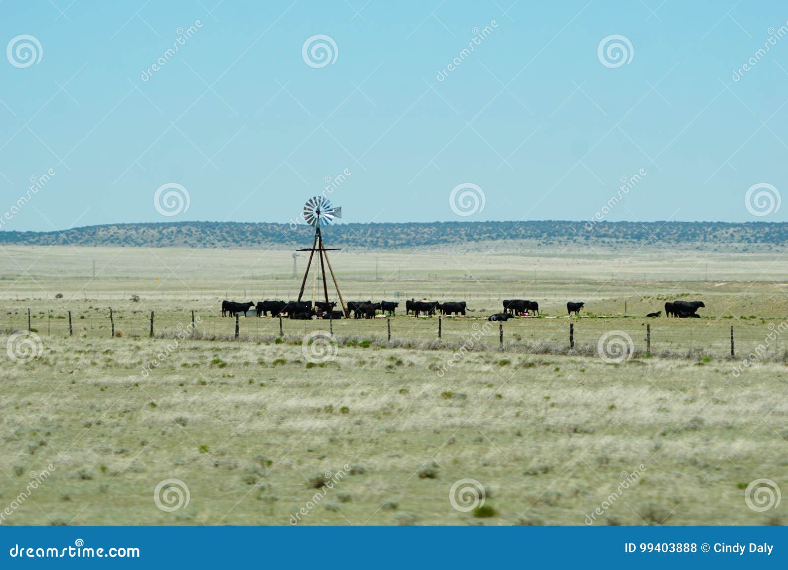 Cattle at the windmill stock photo. Image of ranch, open - 99403888