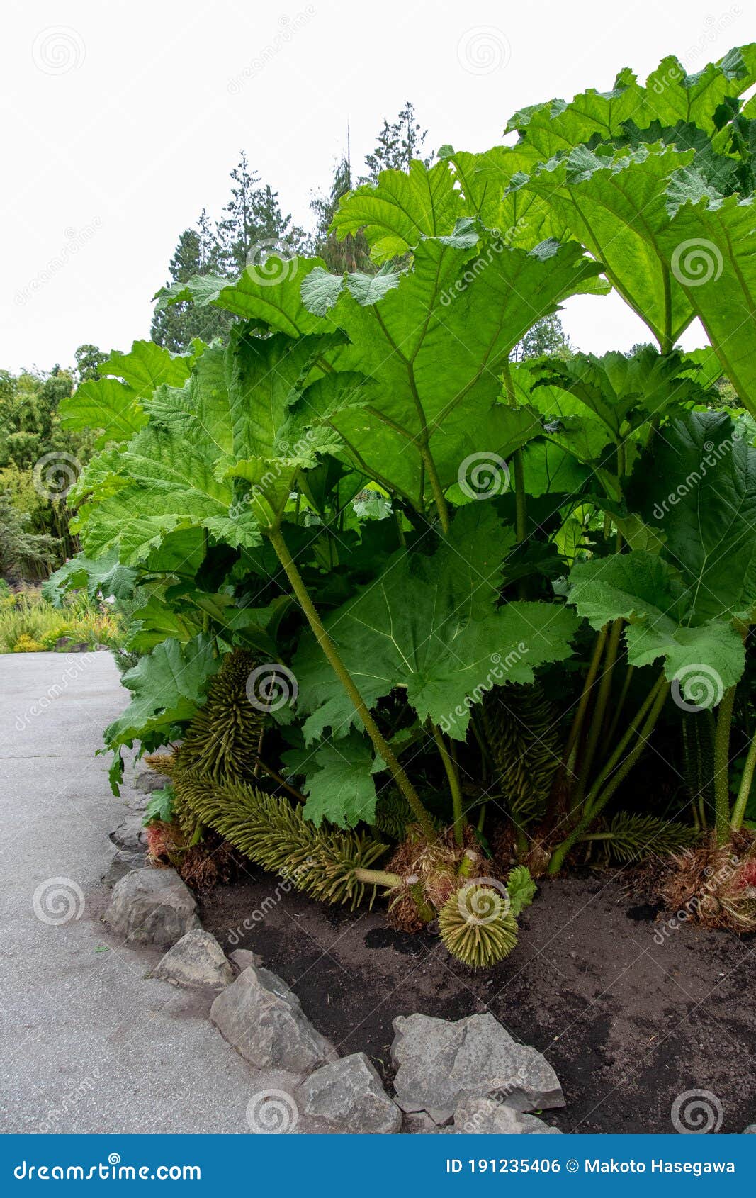A Picture of Some Gunnera Plants. Stock Photo - Image of shrub ...