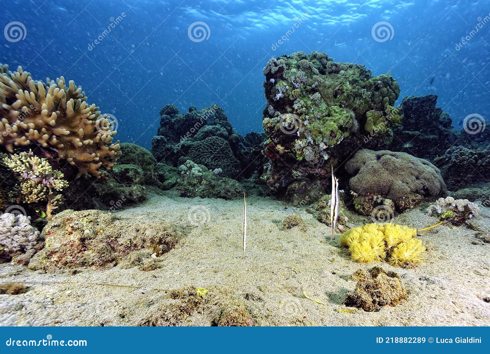 A Picture of Some Razorfish Stock Image - Image of isolated, coral ...