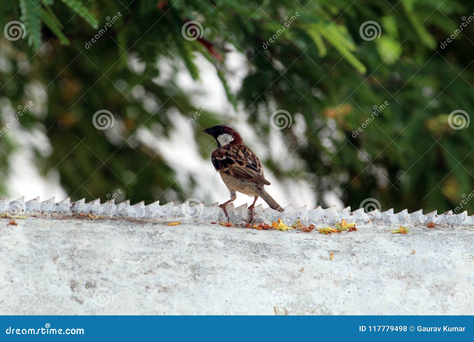 Sparrow on Boundary Wall stock photo. Image of sparrow - 117779498
