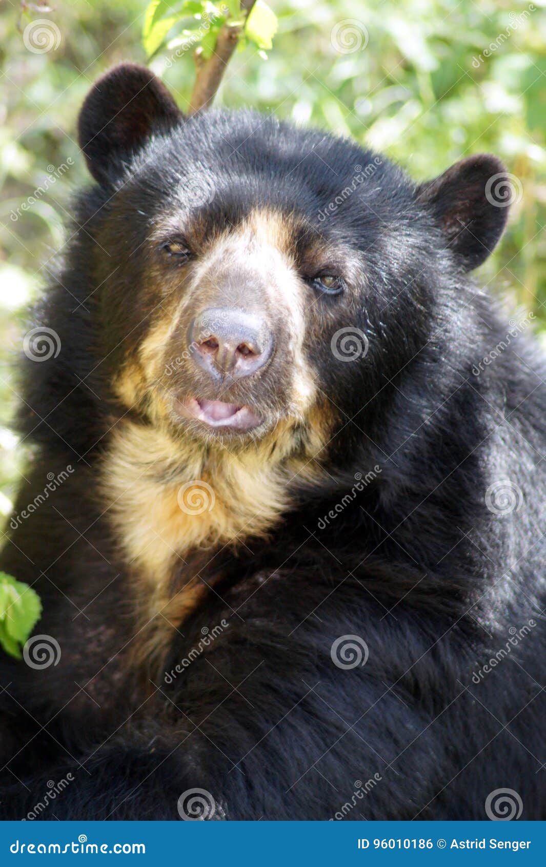 Spectacled Bear Portrait stock photo. Image of sitting - 96010186