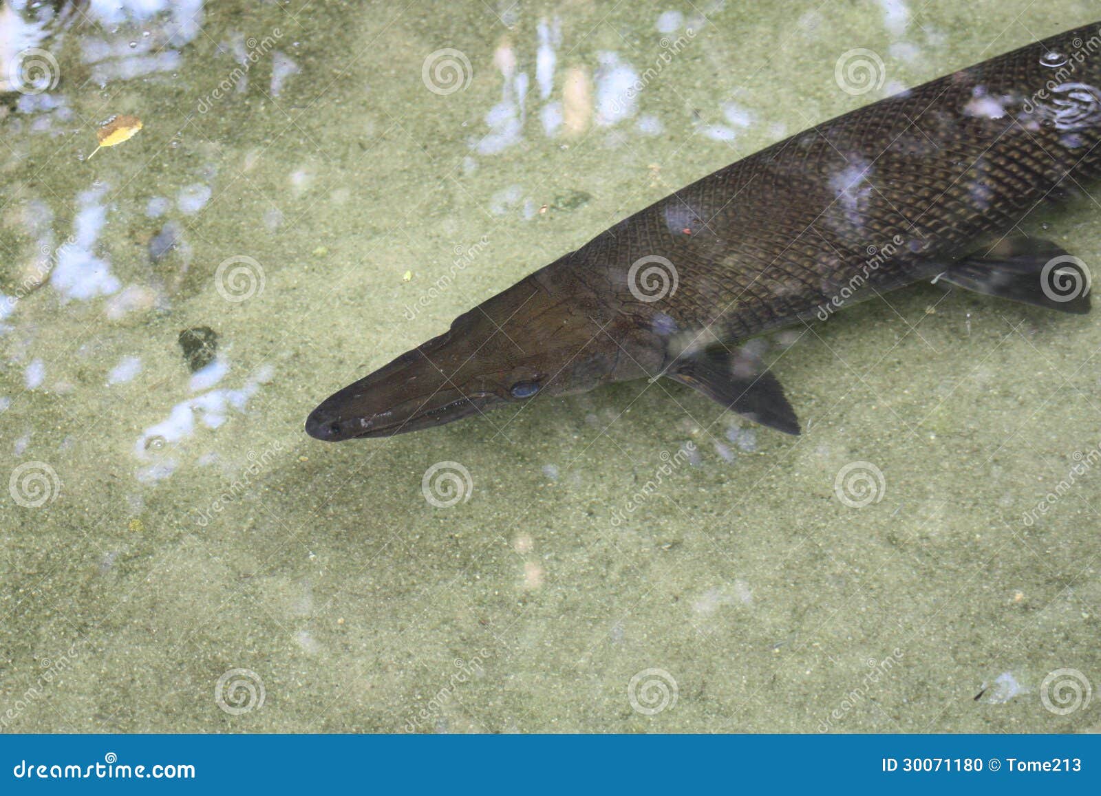 Spotted gar stock photo. Image of freshwater, marine - 30071180