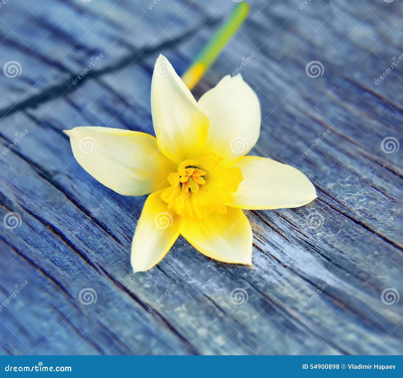 Picture Spring Flower Narcissus Daffodils Stock Photo - Image of bright ...