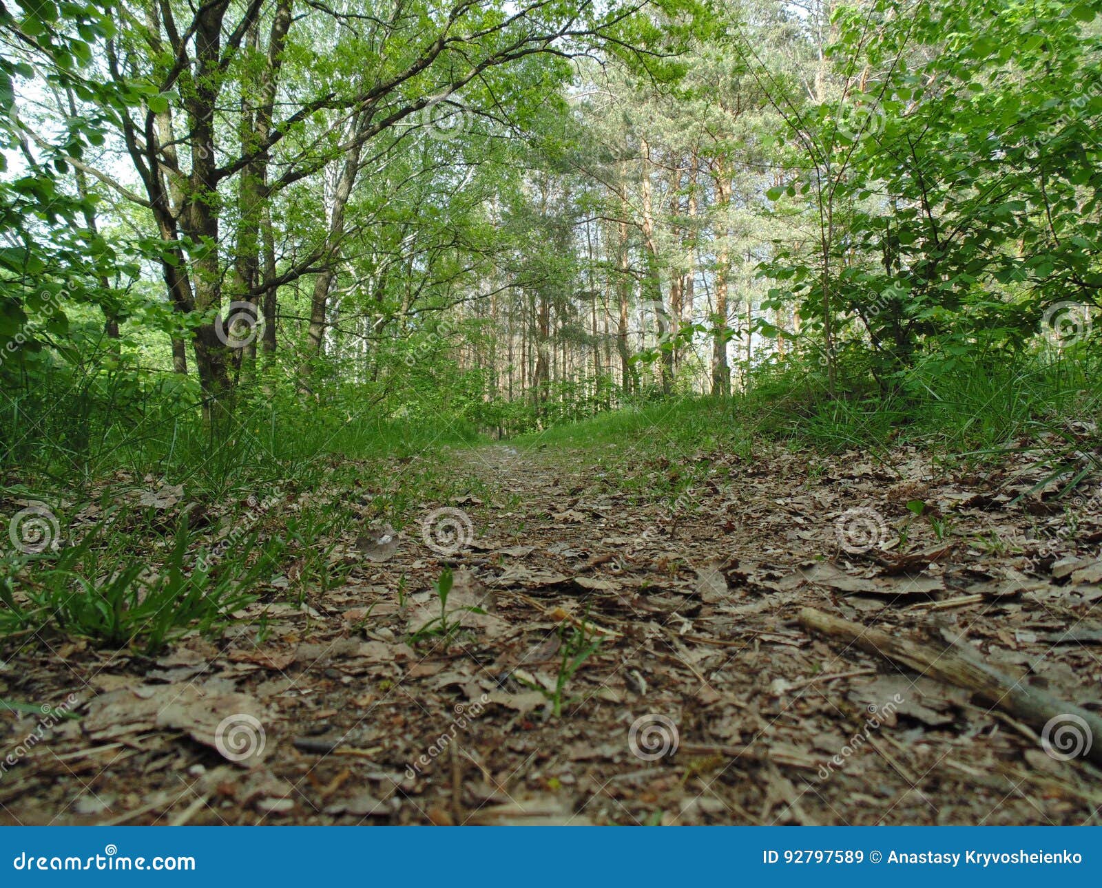 Picture stock image. Image of ukraine, green, forest - 92797589