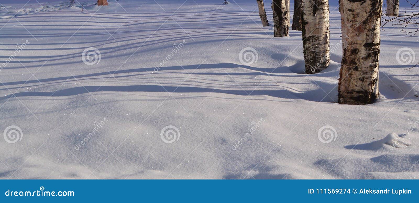 March sun and snow. stock photo. Image of frost, snow - 111569274