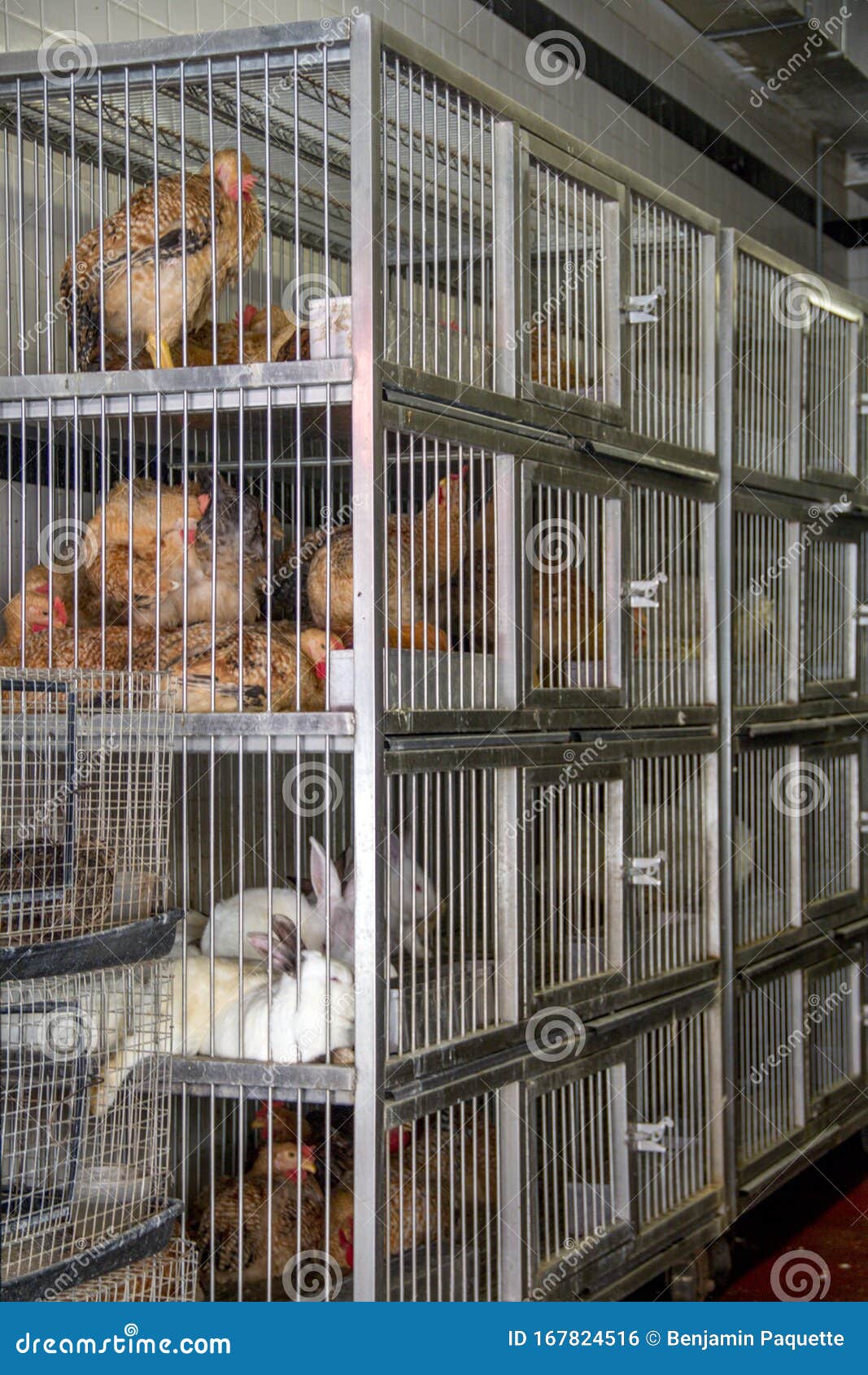 Stacks of Chickens in Cages Stock Photo - Image of metal, meat: 167824516