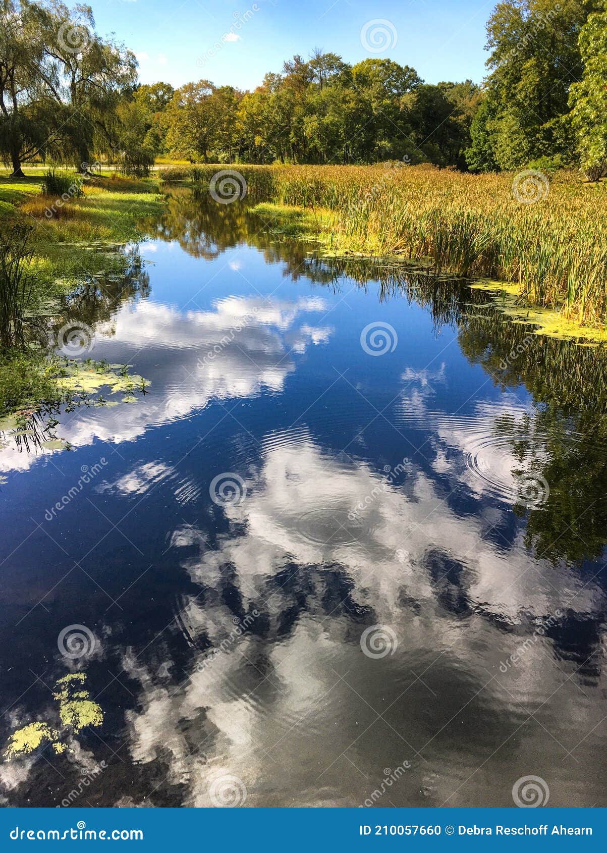 Still Waters on river pond stock photo. Image of isolated - 210057660
