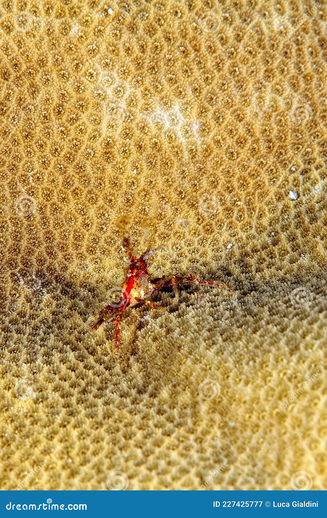 A Picture of a Strange Crab Stock Image - Image of asia, philippines ...