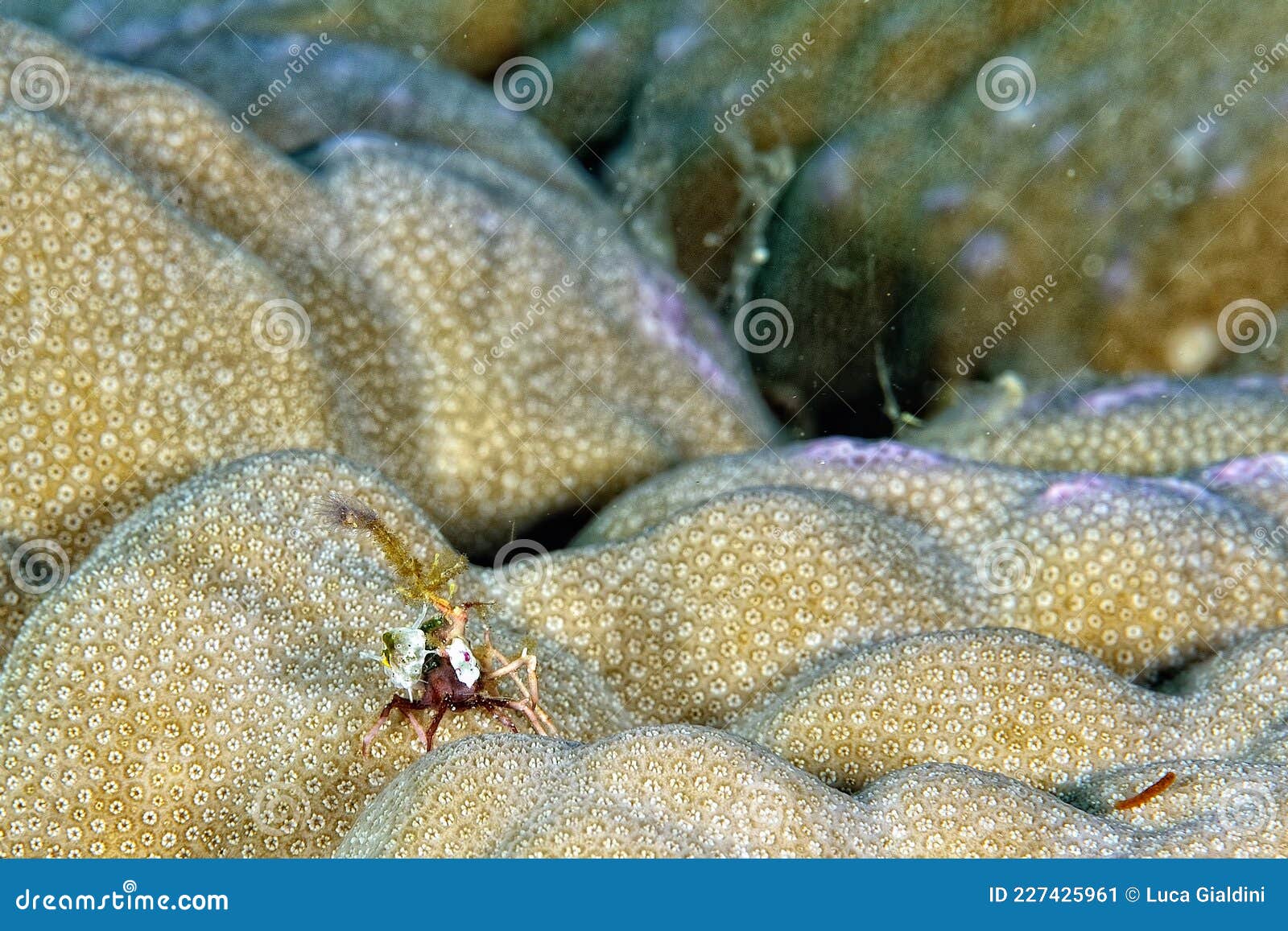 A Picture of a Strange Crab Stock Image - Image of orange, environment ...
