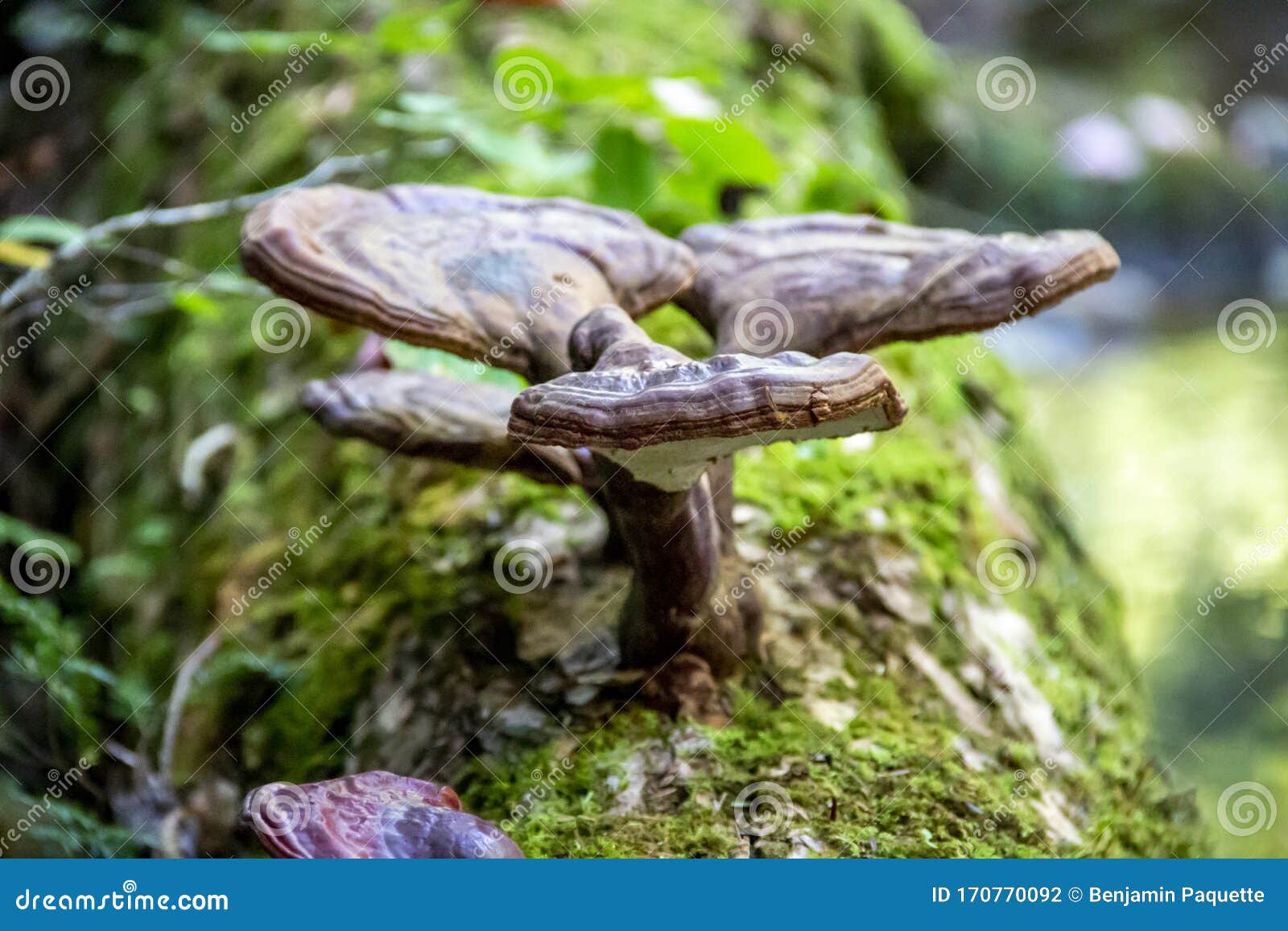 Strange Looking Mushroom Growing on the Side of a Tree Stock Photo ...