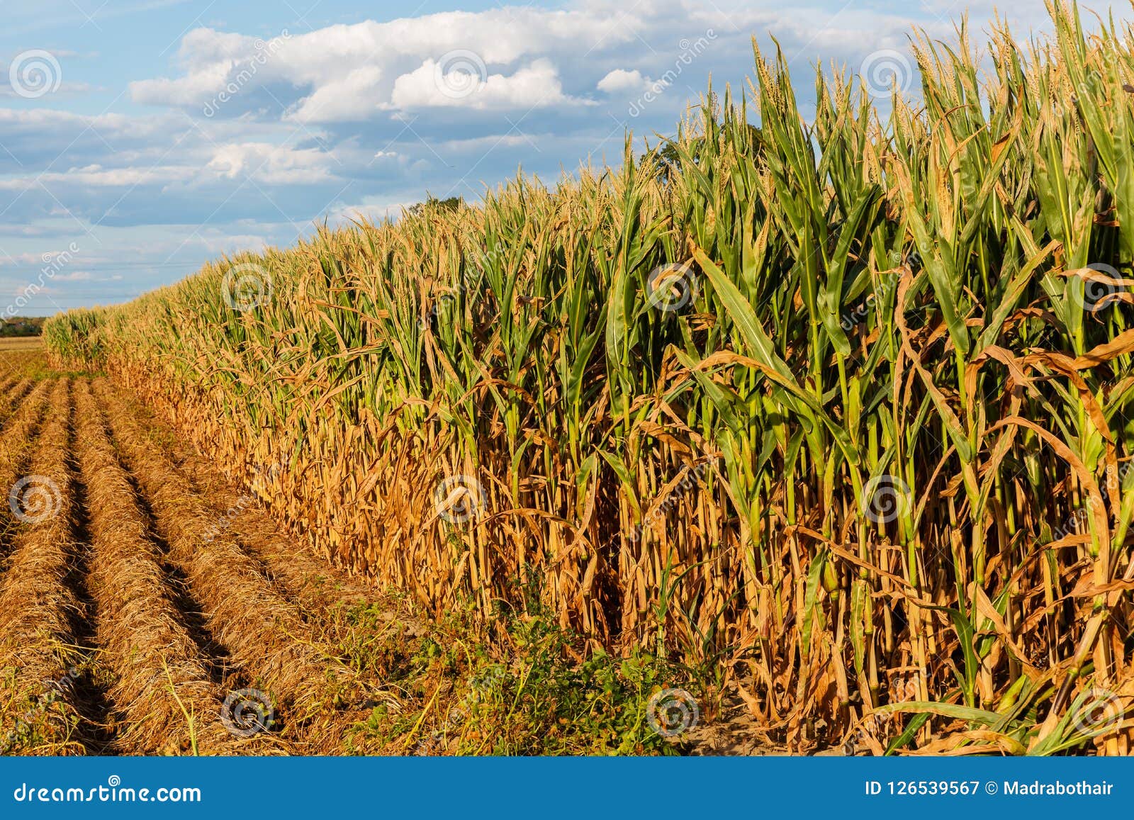 Sunburnt and Withered Corn Field Stock Image - Image of corn, field ...
