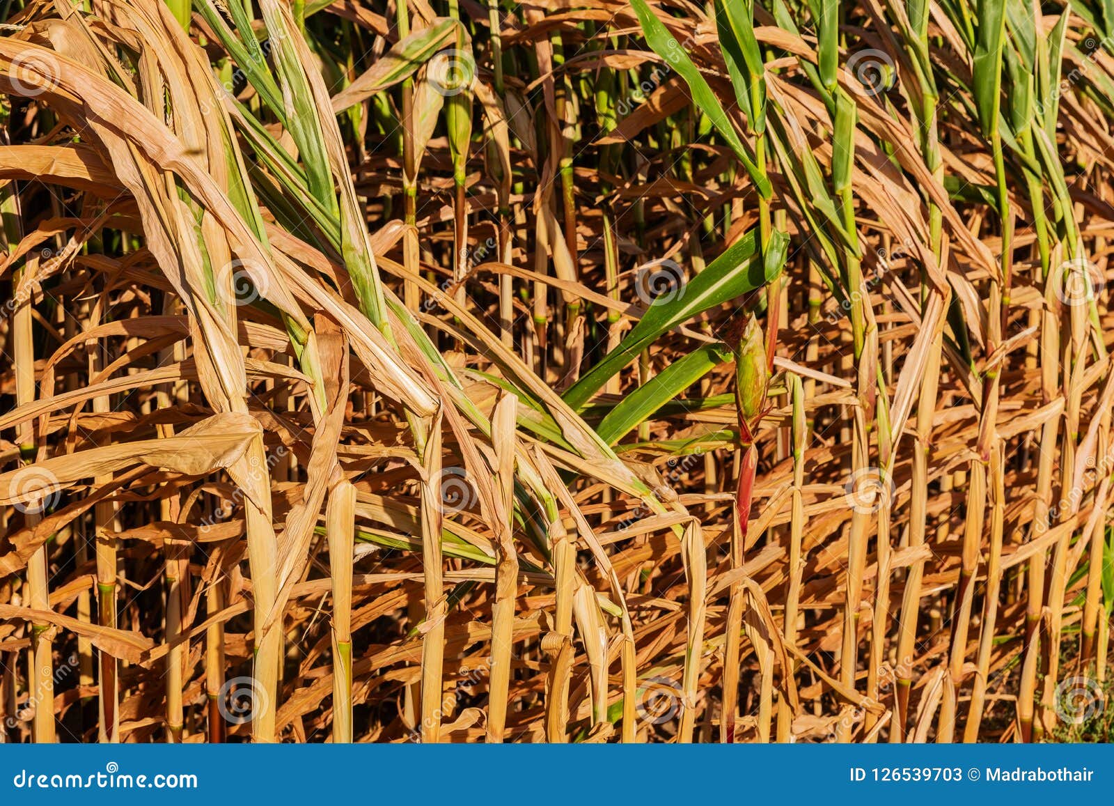 Sunburnt and Withered Corn Field Stock Image - Image of growth, weather ...