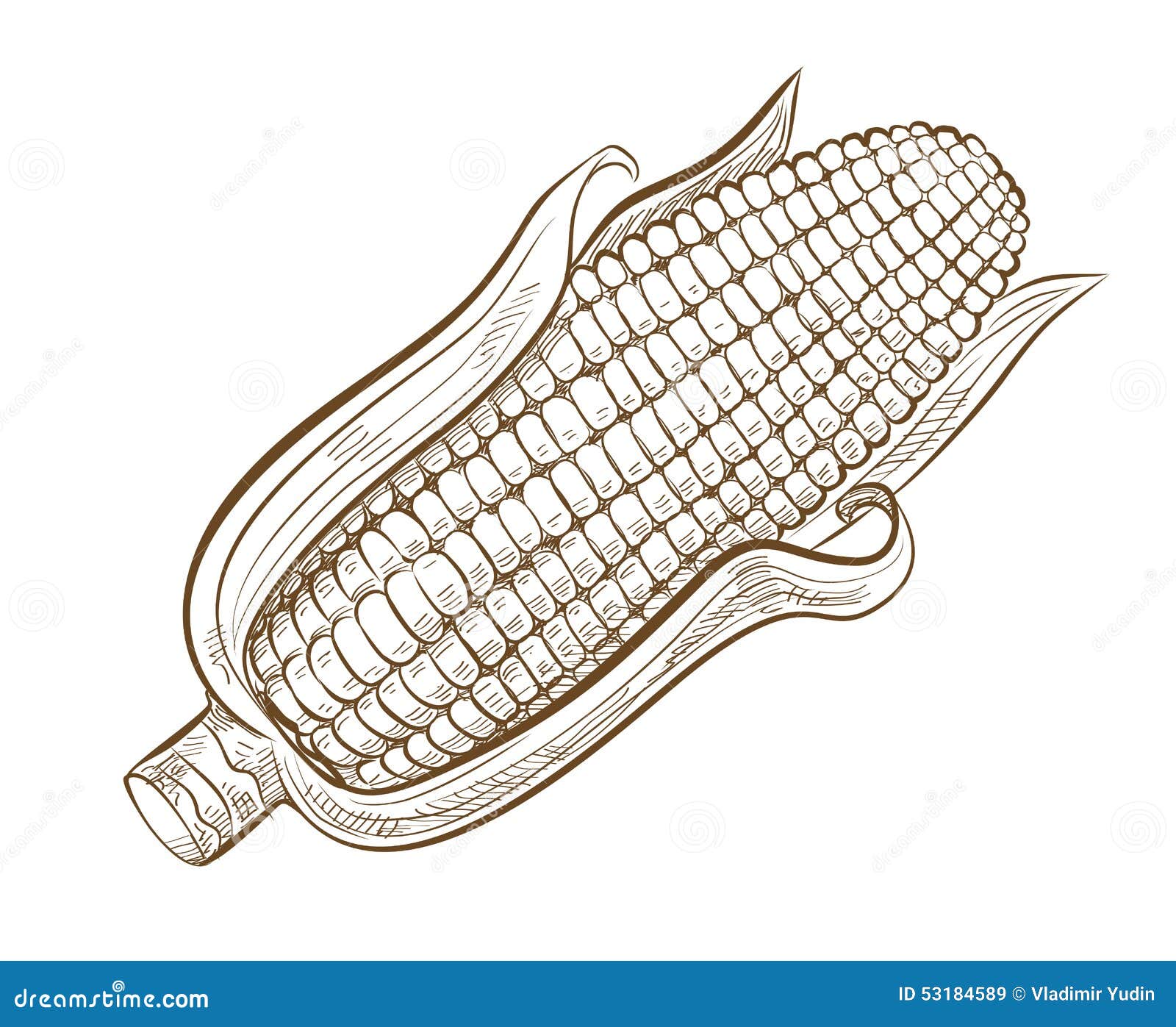 Picture of sweetcorn stock vector. Illustration of food - 53184589