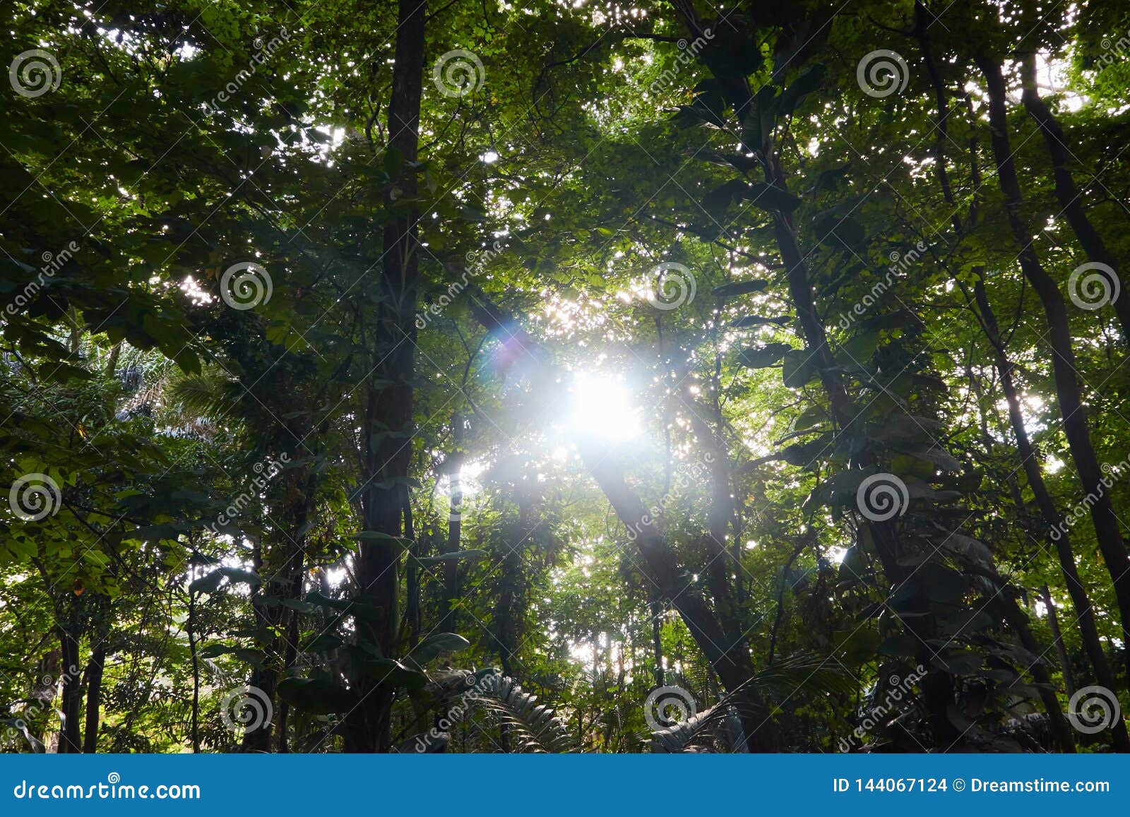 Sunlight Appearing into a Forest Stock Photo - Image of bokeh, brick ...