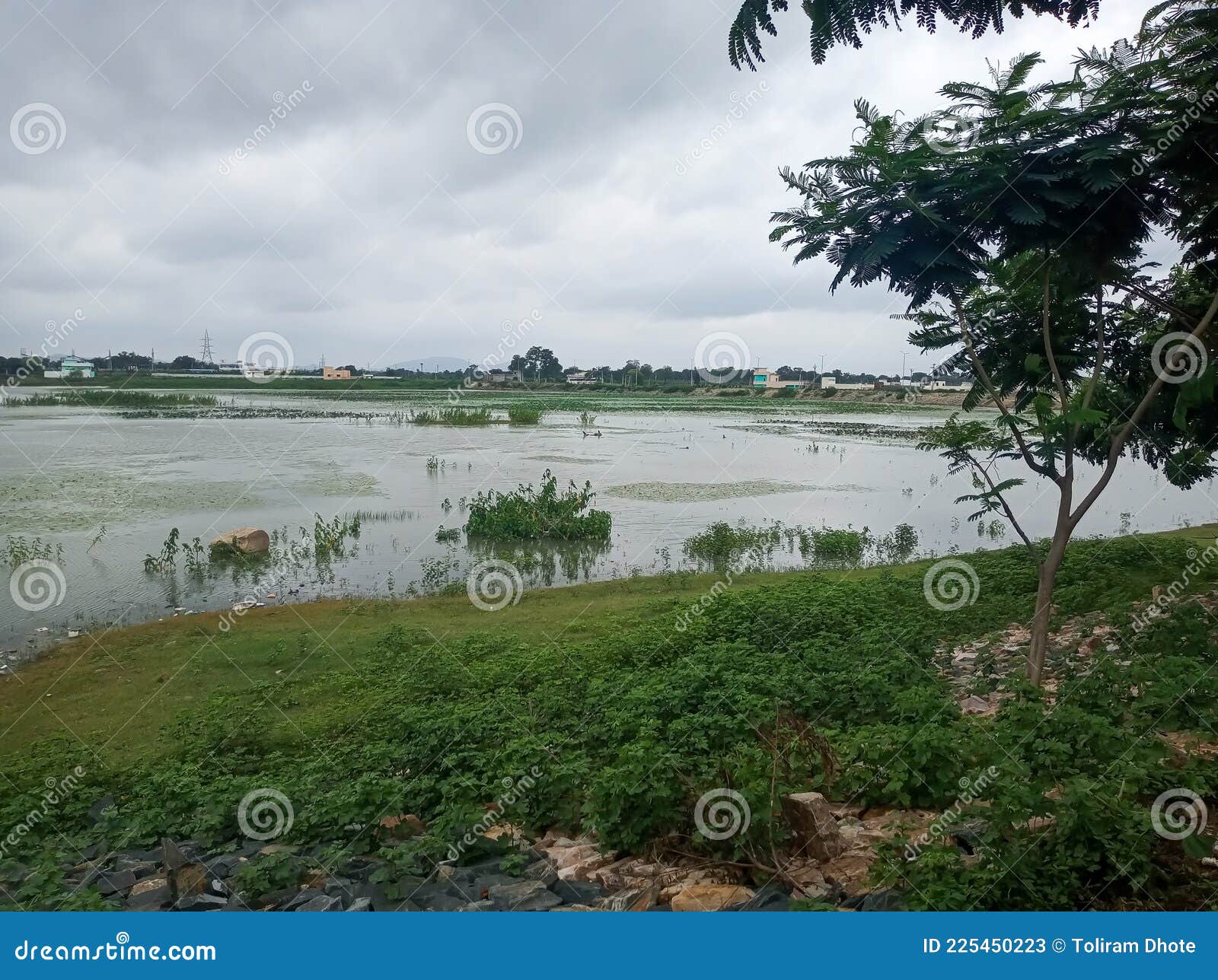 This is the Picture of Talav. Stock Image - Image of tree, shore: 225450223