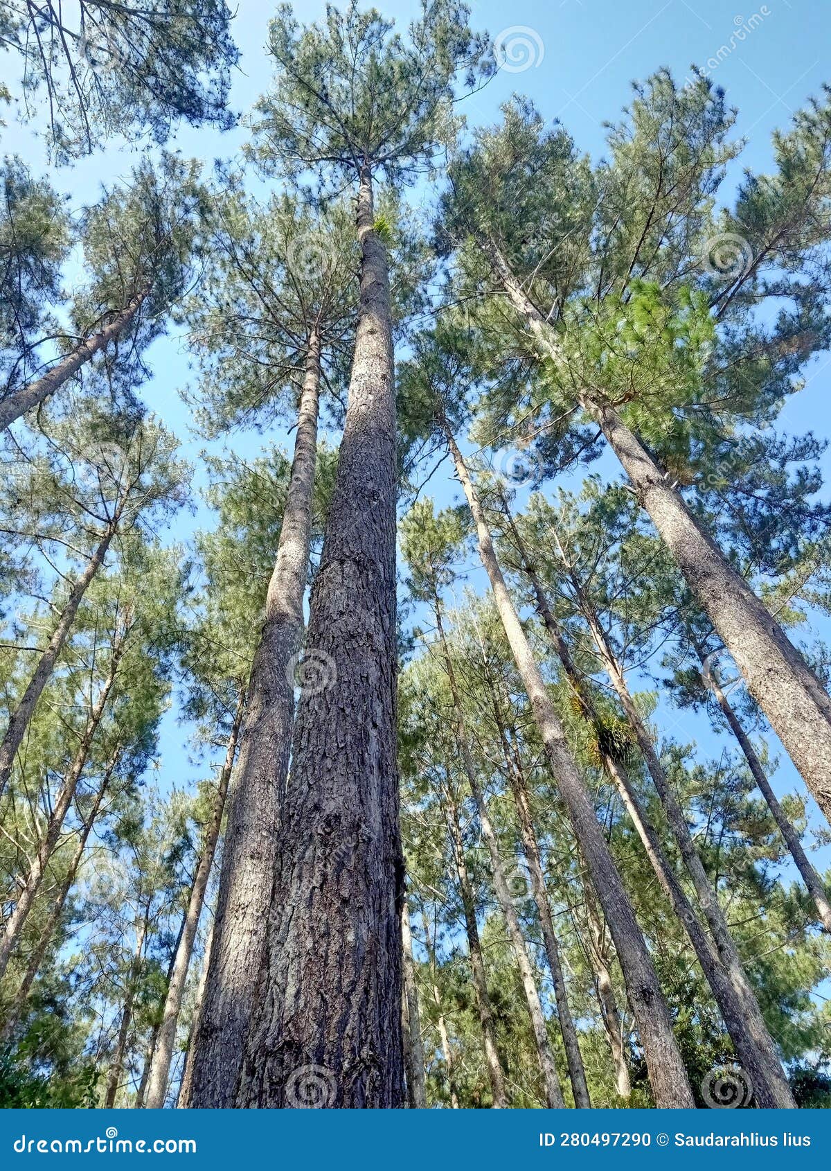 A Picture of a Tall, Growing Pine Tree Stock Photo - Image of growing ...