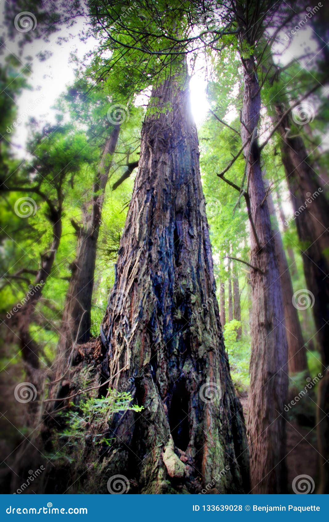 Tall trees in the forest stock photo. Image of spring - 133639028
