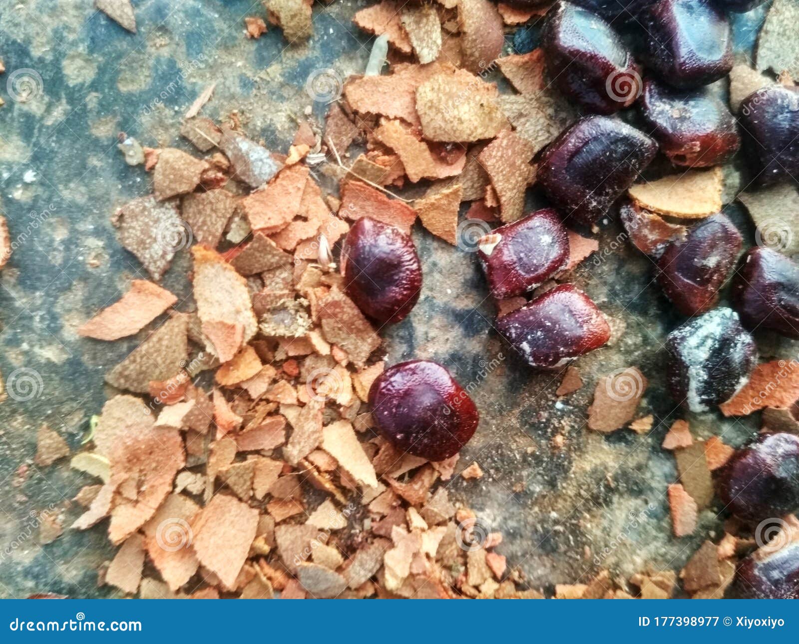 A Picture of a Tamarind Skin . Stock Image - Image of seeds, food ...