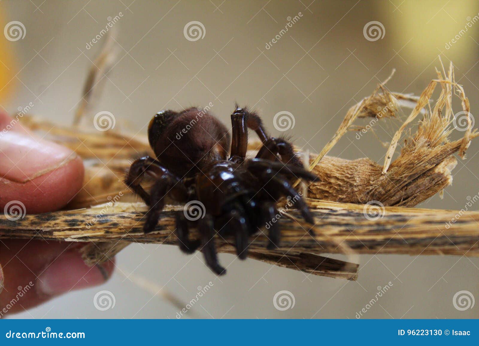 A picture of a Tarantula stock photo. Image of shell - 96223130