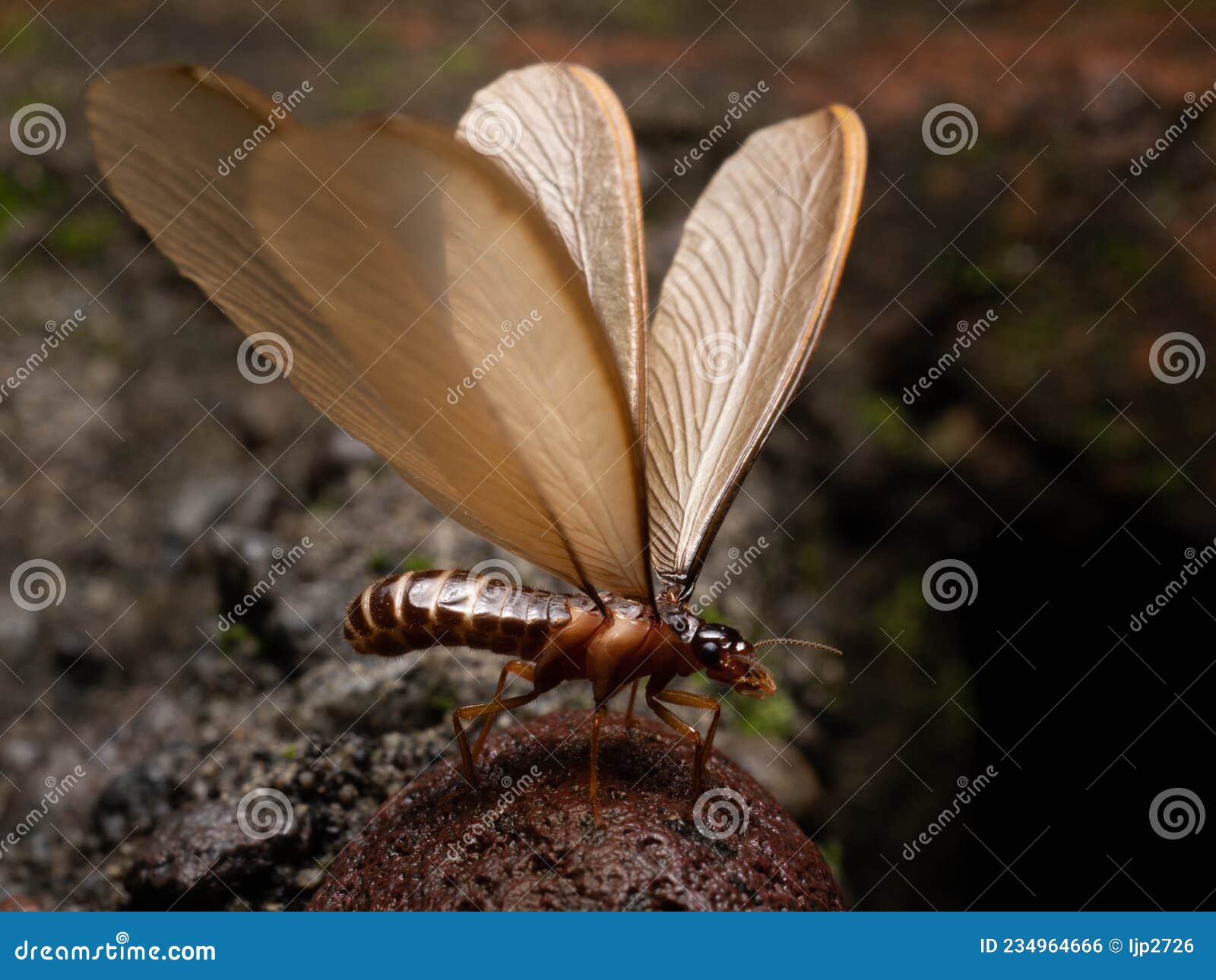 Picture of a Termite Alates Stock Photo - Image of animals, brown ...