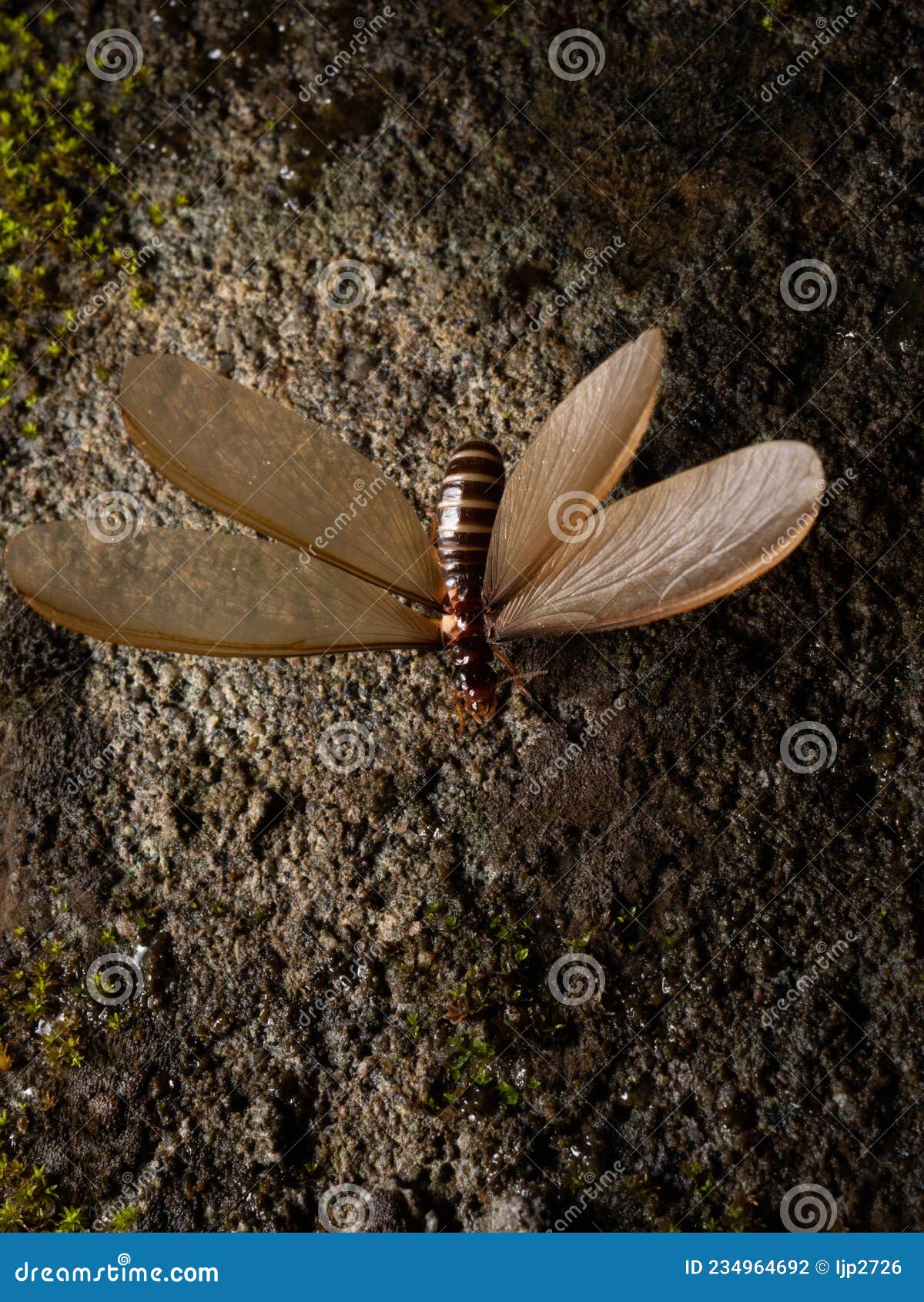Picture of a Termite Alates Stock Photo - Image of destruction ...