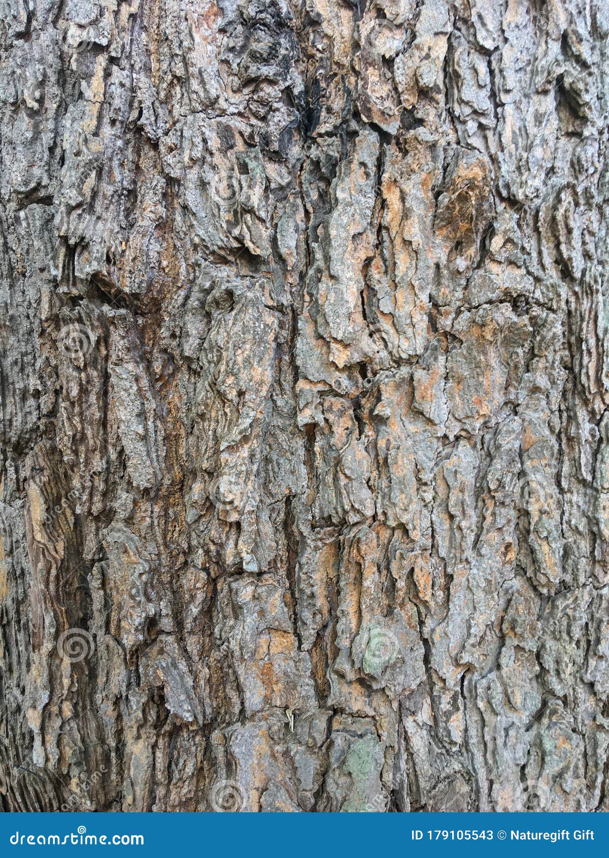 Picture of Texture of a Tree with Different Patterns and ...