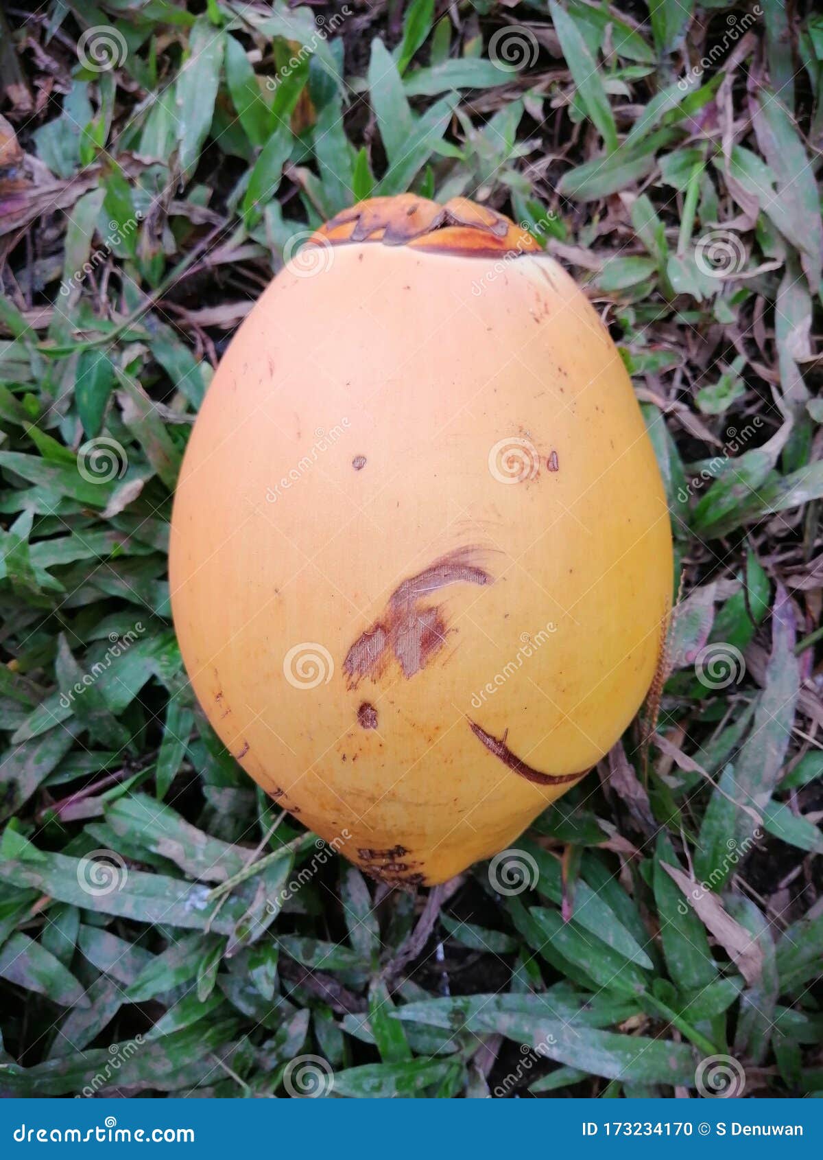 This picture is thambili stock photo. Image of orange - 173234170