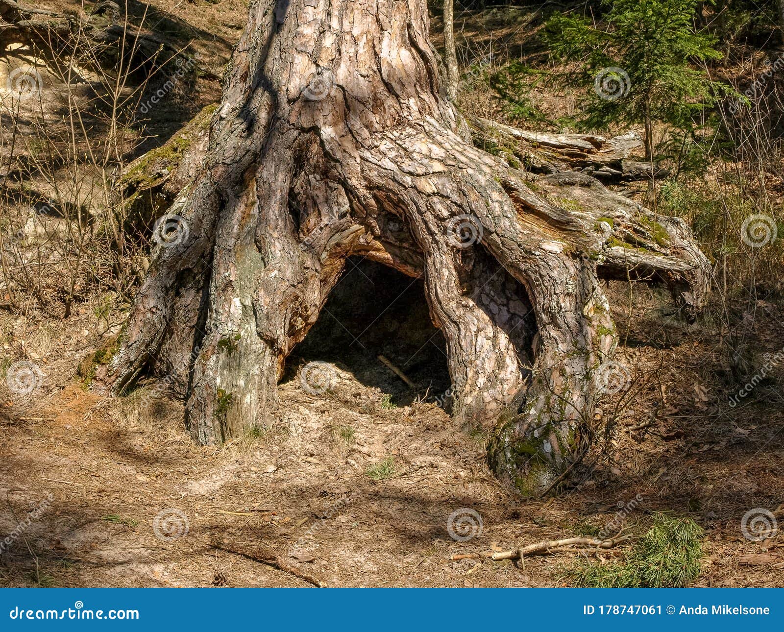 Picture Of An Old Thick Tree Royalty-Free Stock Photography ...