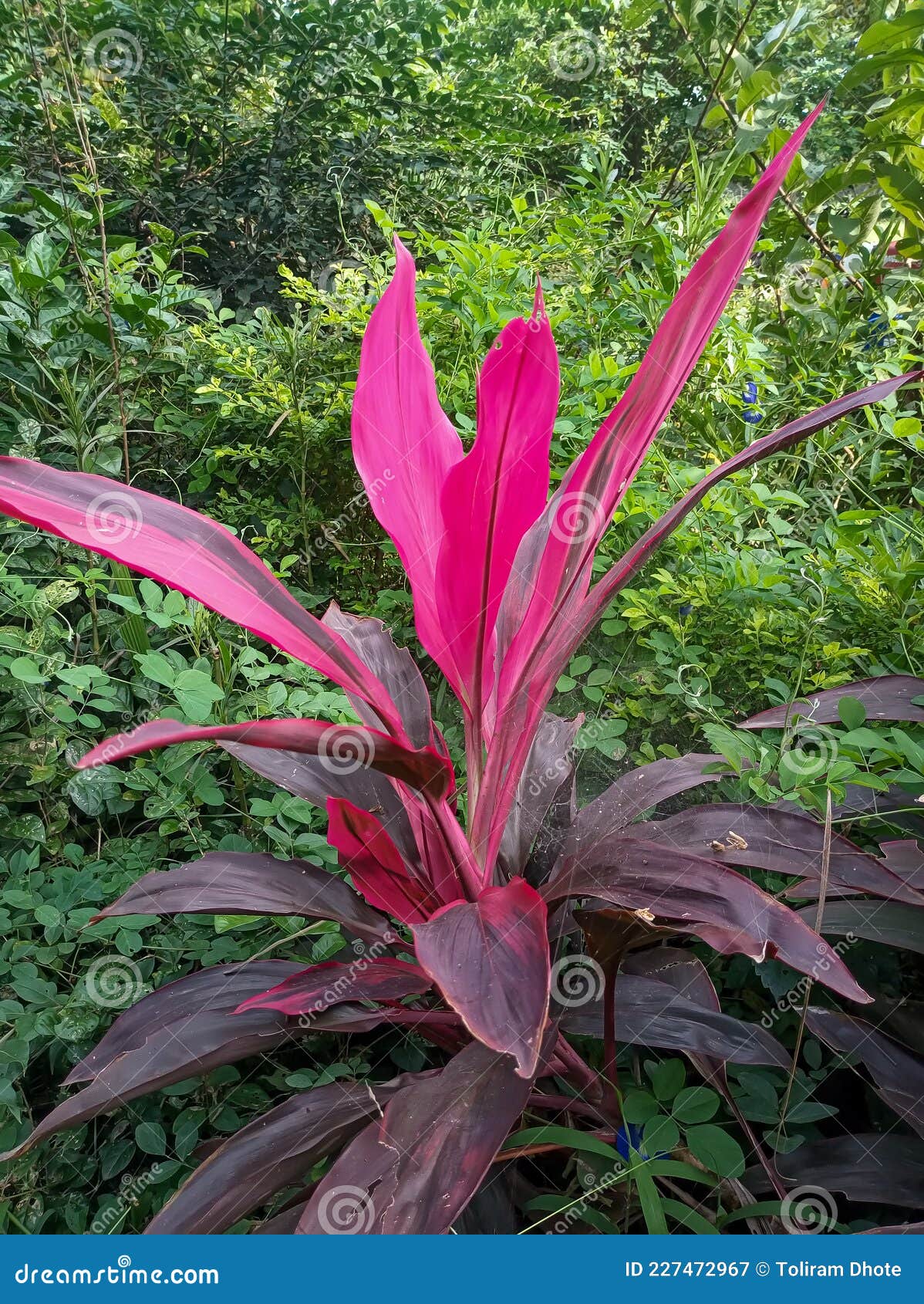 This is the Picture of Ti Plant. Stock Image - Image of herb ...