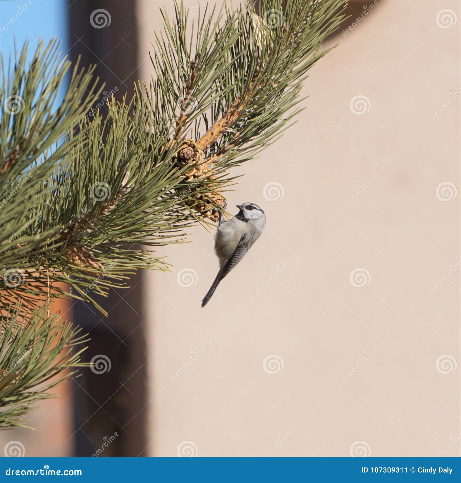 A Mountain Chickadee in the Pine Tree Stock Image - Image of stripes ...