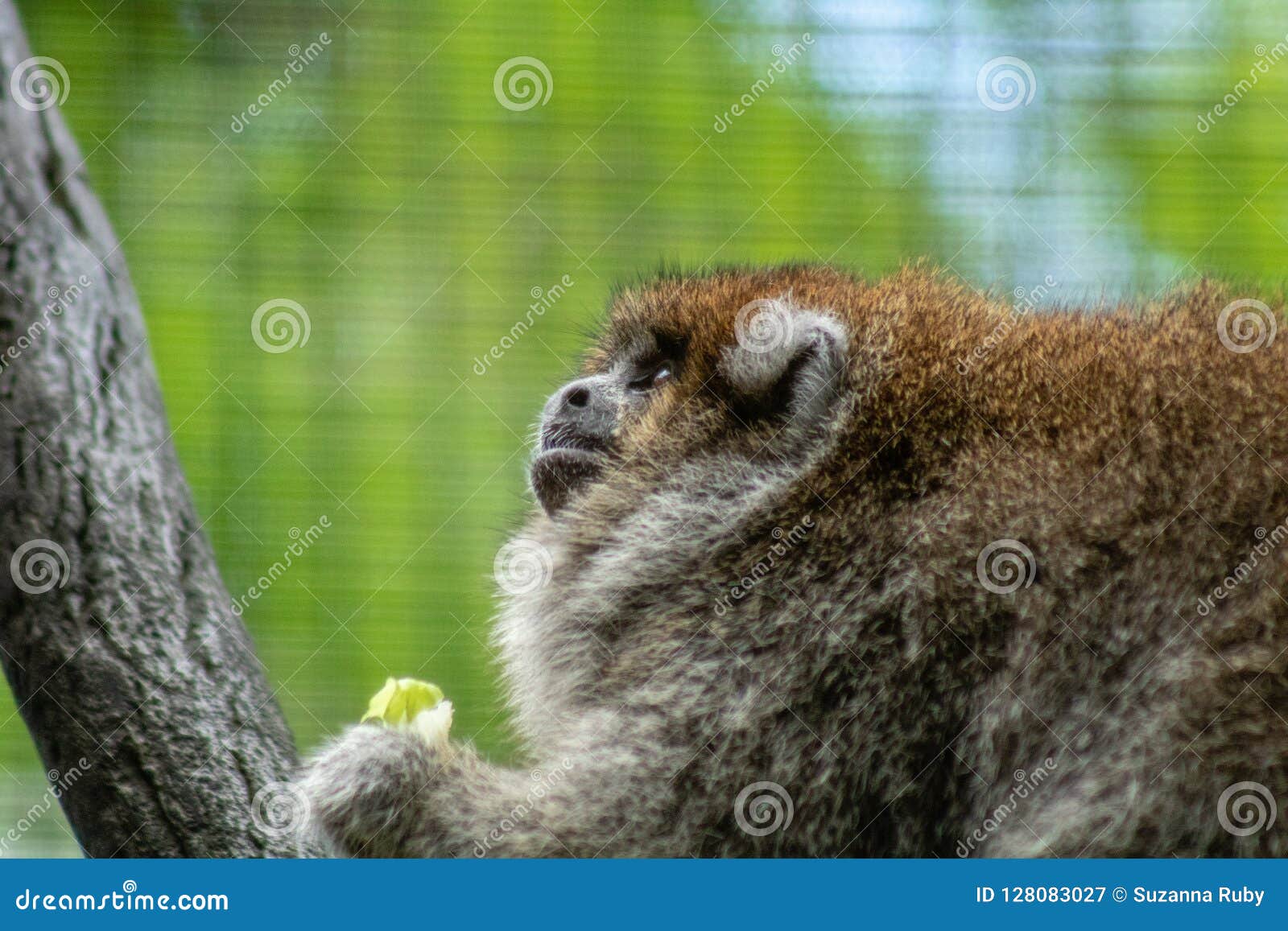 Titi monkey stock image. Image of titi, furry, wild - 128083027