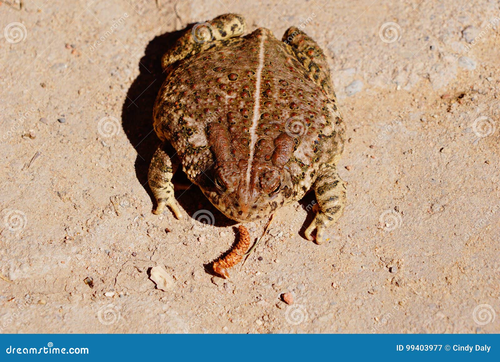A toad stock image. Image of jumping, nature, outdoors - 99403977
