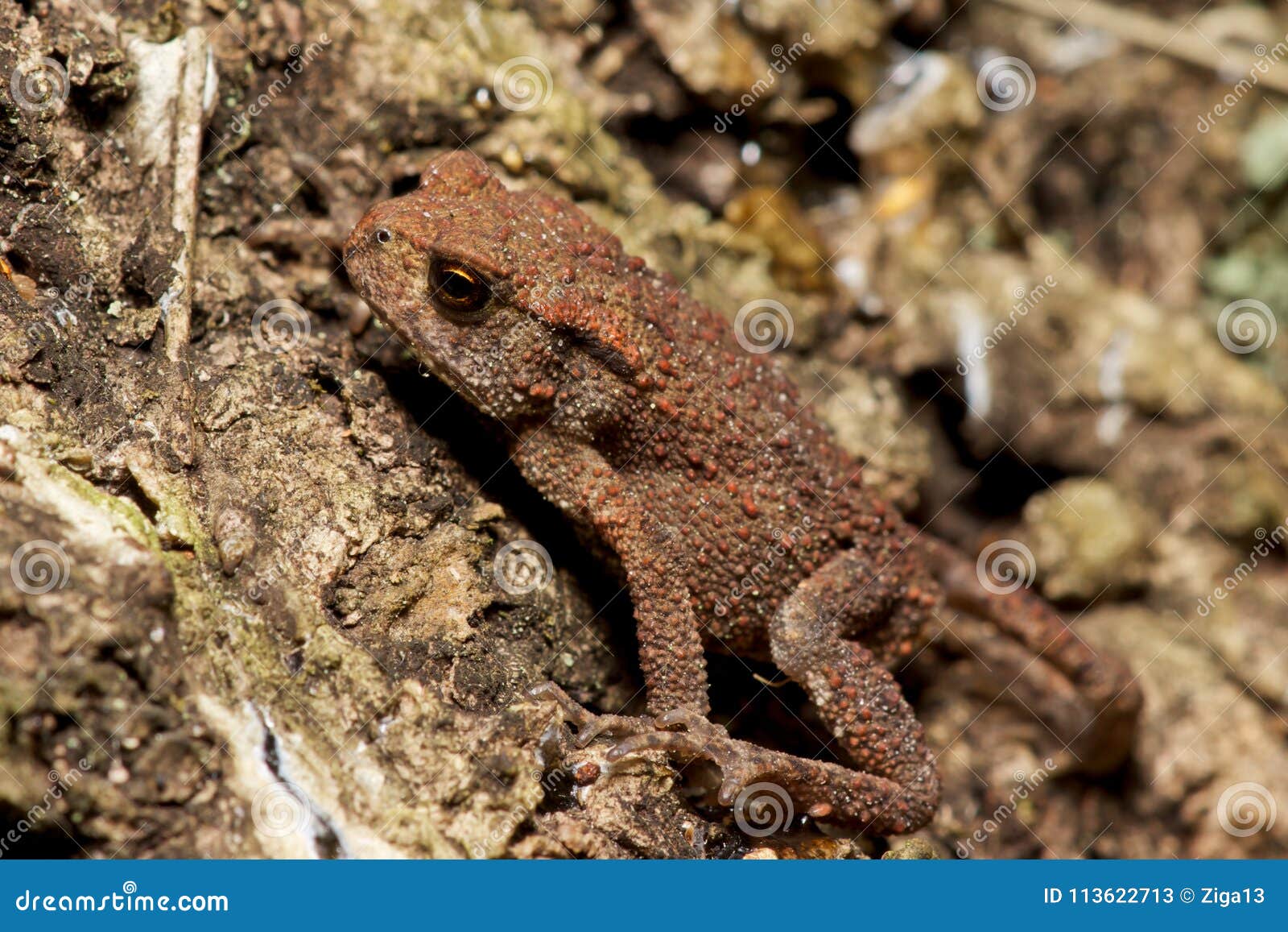 A Picture of a Toad on a Tree. Stock Image - Image of downward, rock ...