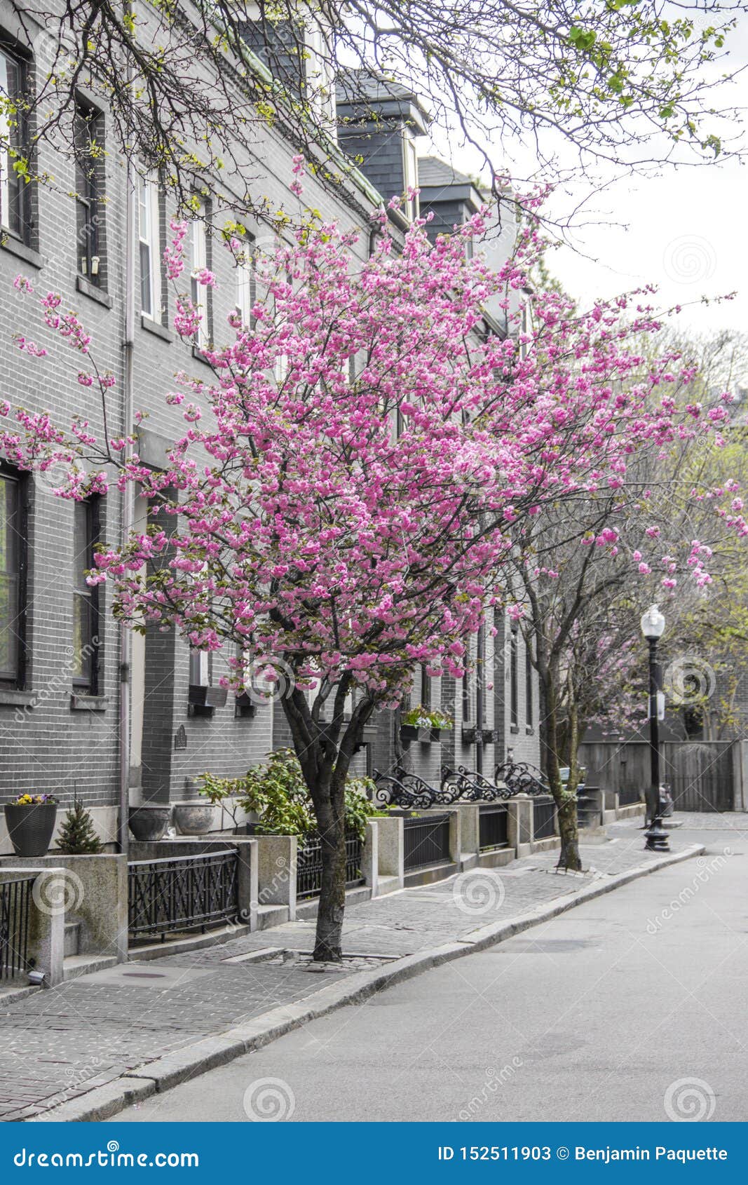 Tree Beginning To Bloom in the Beginning of Spring Stock Image - Image ...