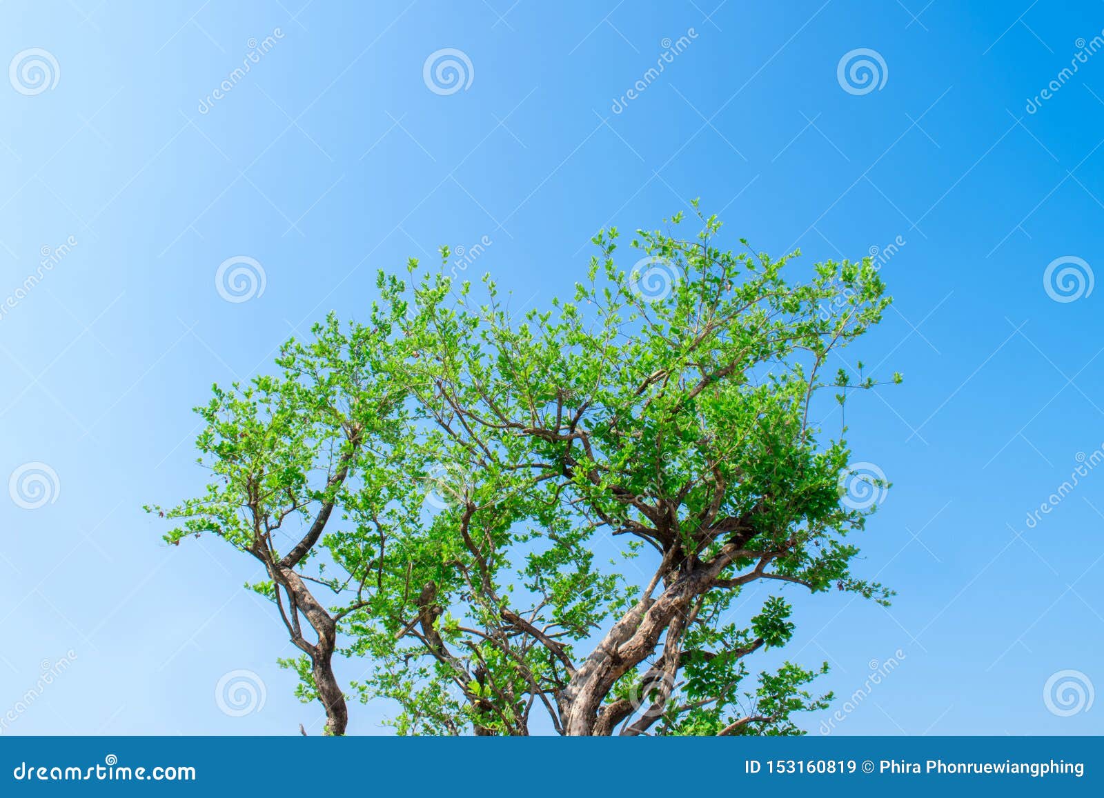 Picture of a Tree Branch with a Sky As the Background Stock Image ...