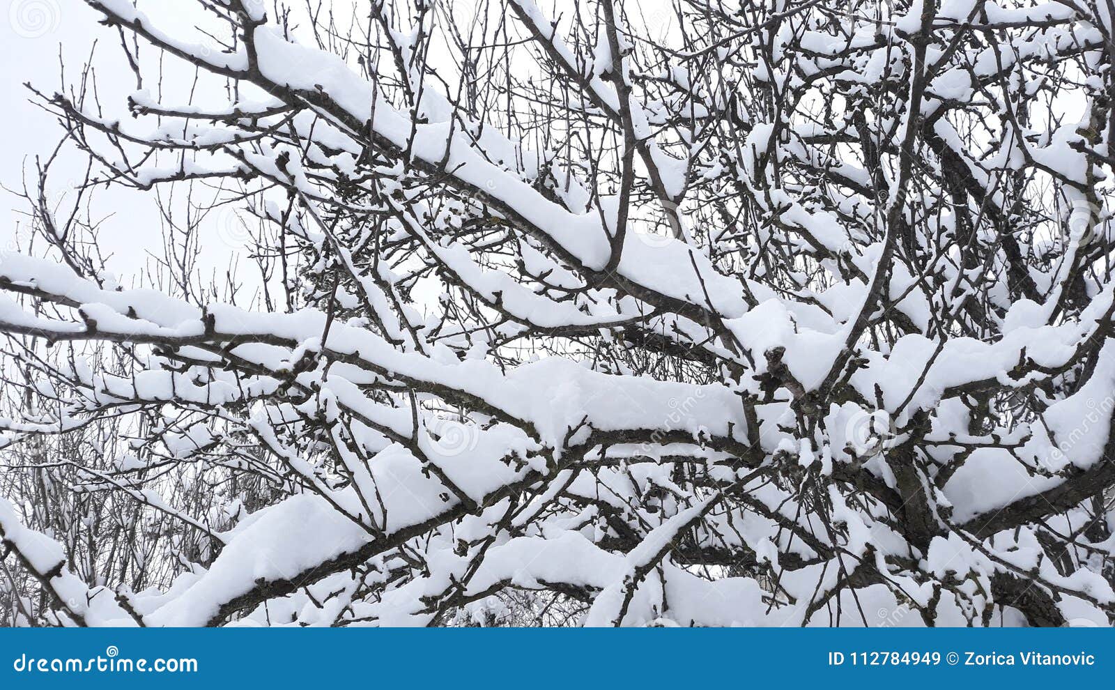 Tree cover with snow stock image. Image of tree, snow - 112784949