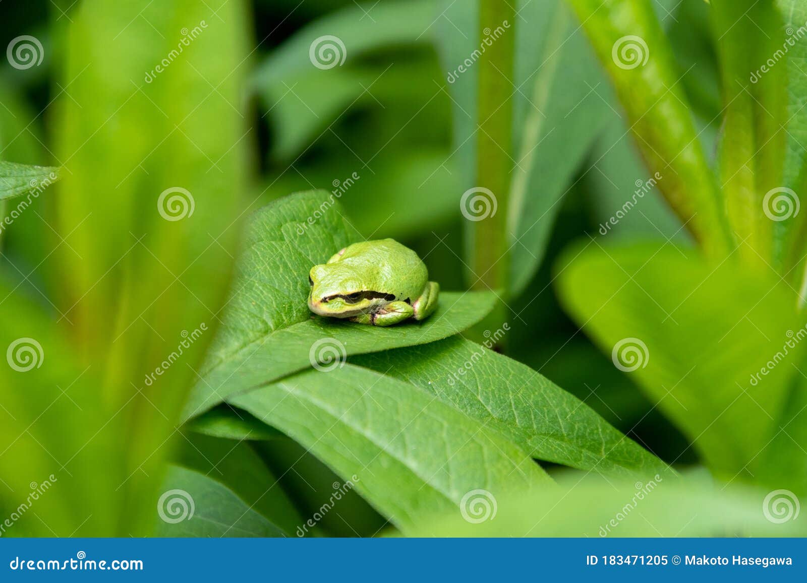 A Picture of a Tree Frog Resting on the Leaf. Stock Image - Image of ...