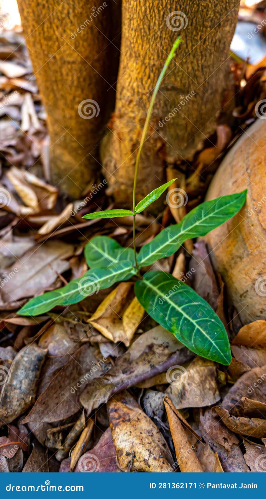 Picture of a Tree Growing on the Ground Stock Image - Image of aroma ...