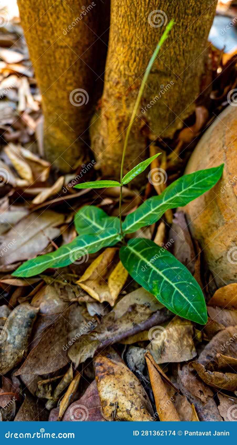 Picture of a Tree Growing on the Ground Stock Photo - Image of bouquet ...