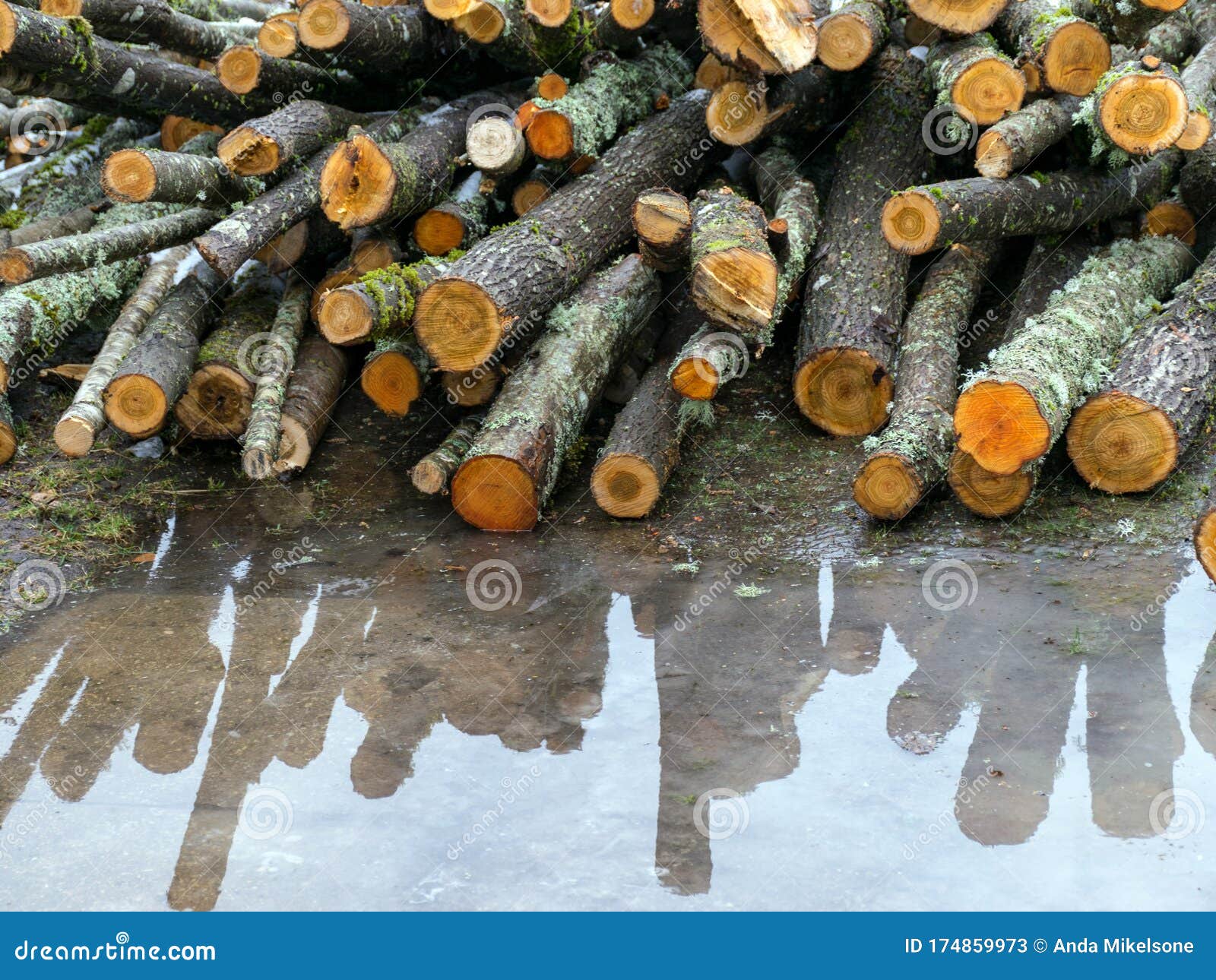 Picture with Tree Logs in Water Stock Image - Image of wooden, wood ...