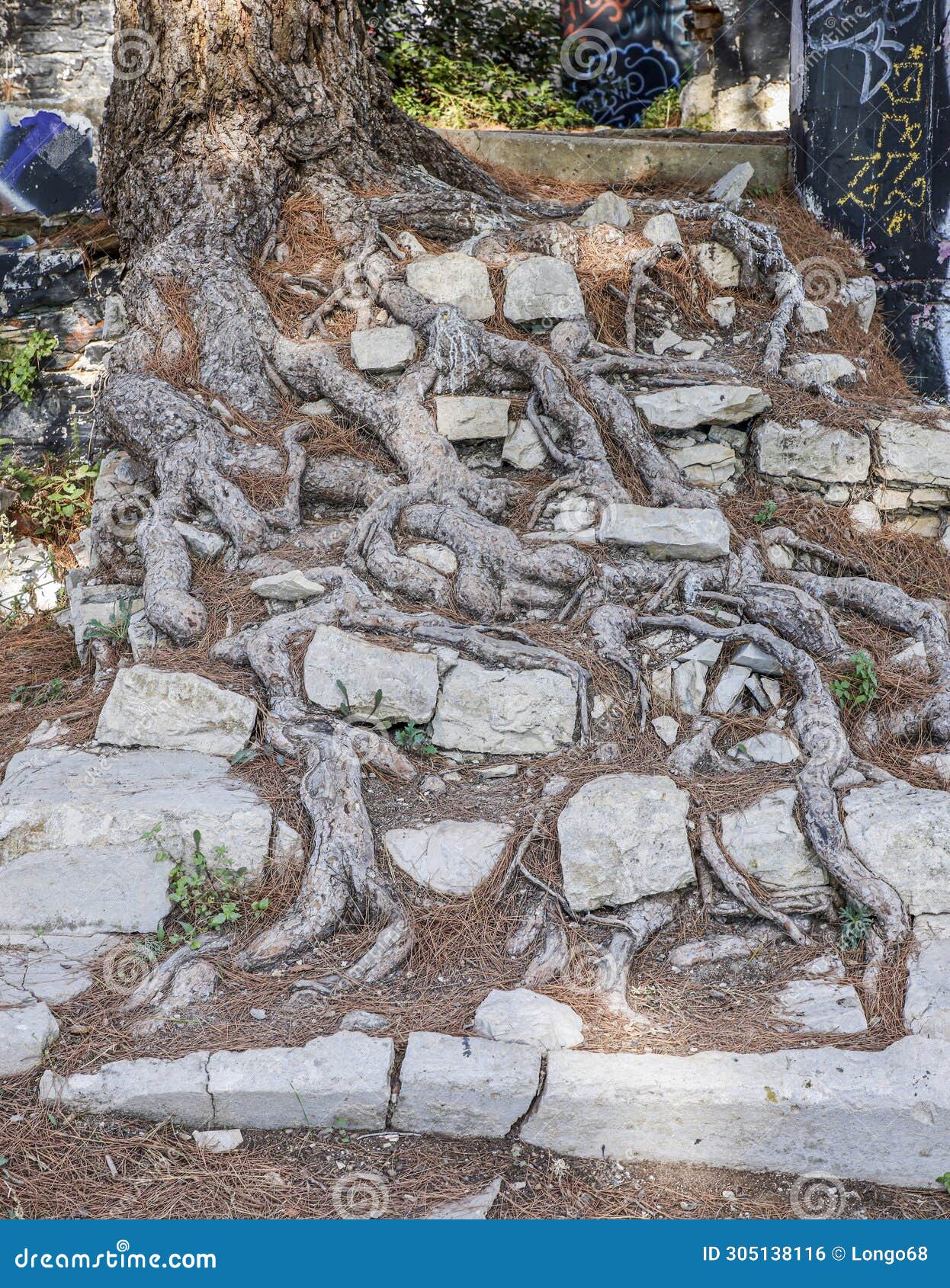Picture of Tree Roots Overgrowing an Old Stone Staircase Stock Photo ...