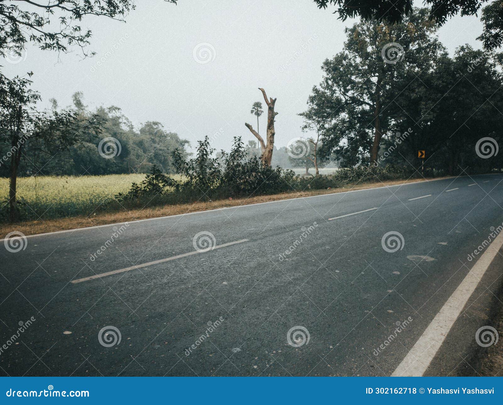 Picture of a Tree Inside a Tree Stock Photo - Image of leaves, green ...