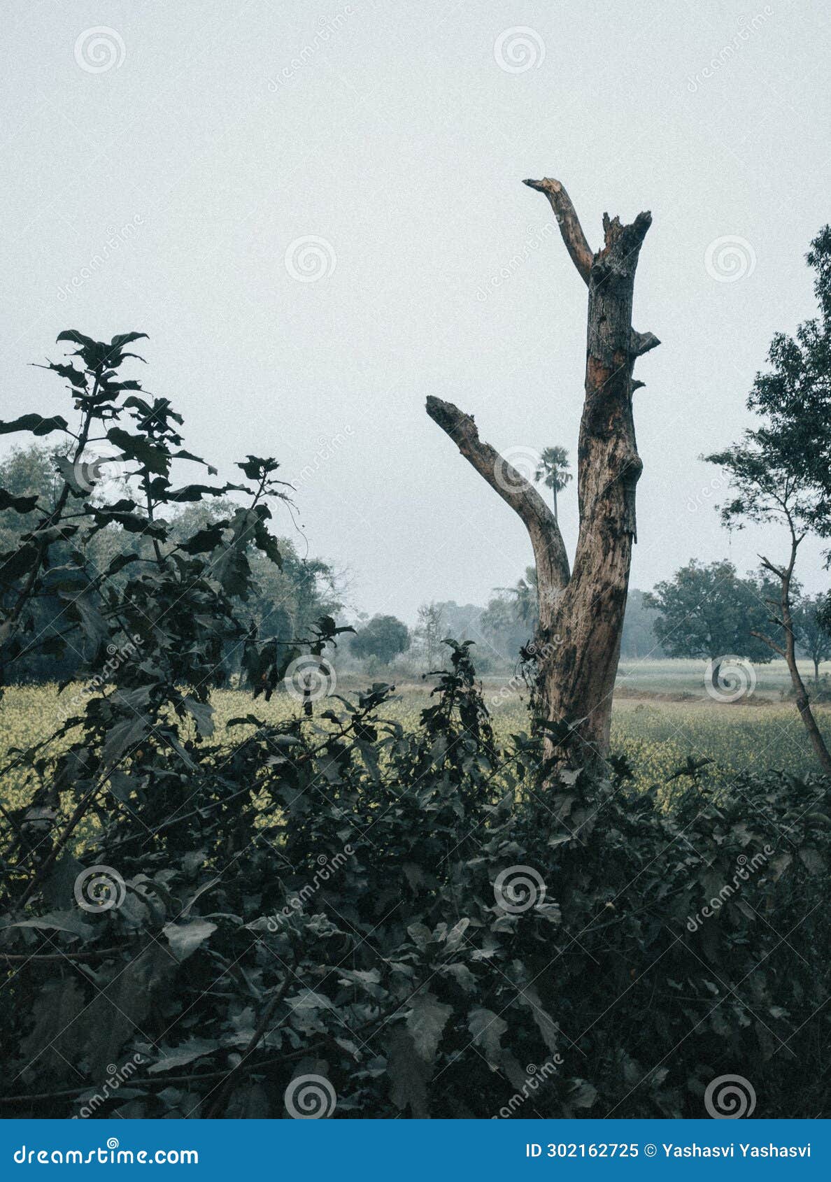 Picture of a Tree Inside a Tree Stock Image - Image of highway, road ...