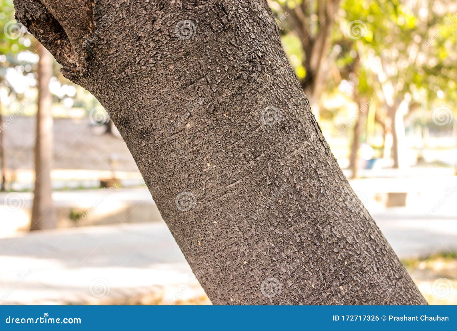 A picture of tree trunk , stock photo. Image of object - 172717326